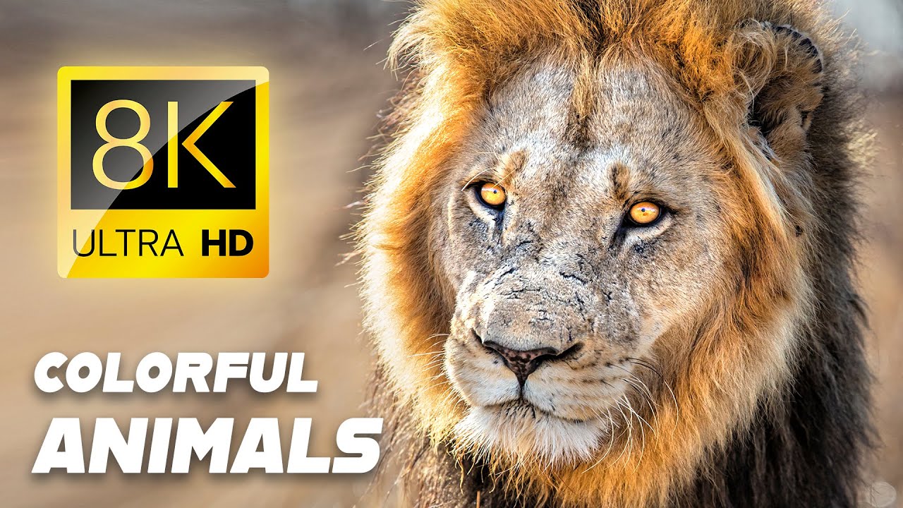 8K: THE MOST STUNNING COLORS of ANIMALS in ULTRA HD HDR - YouTube
