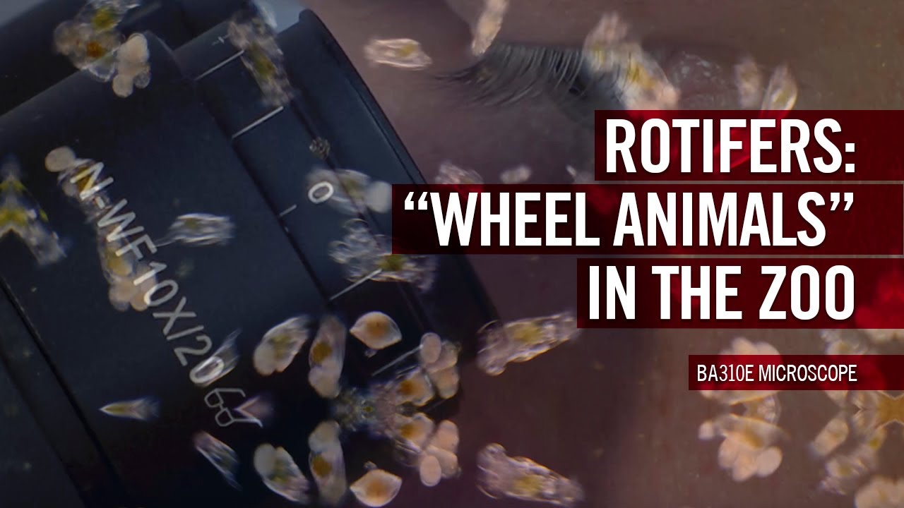 DOCUMENTARIES | Rotifers: “wheel animals” in the zoo | by Motic Europe ...