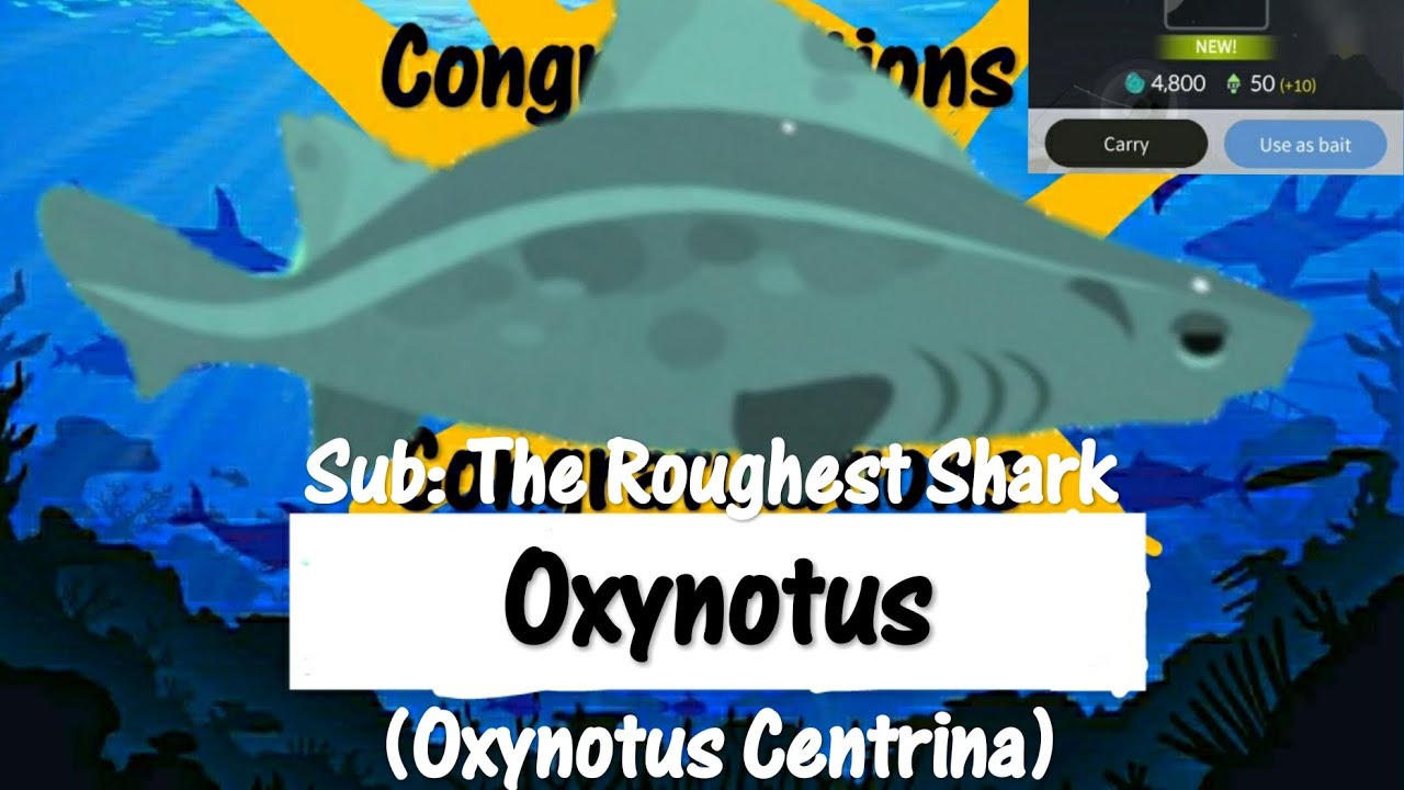 Casting Away Catches #17: Oxynotus Centrina | The Angular Roughsark Of ...