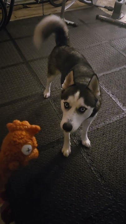 Thor the Husky and the Chicken! - YouTube