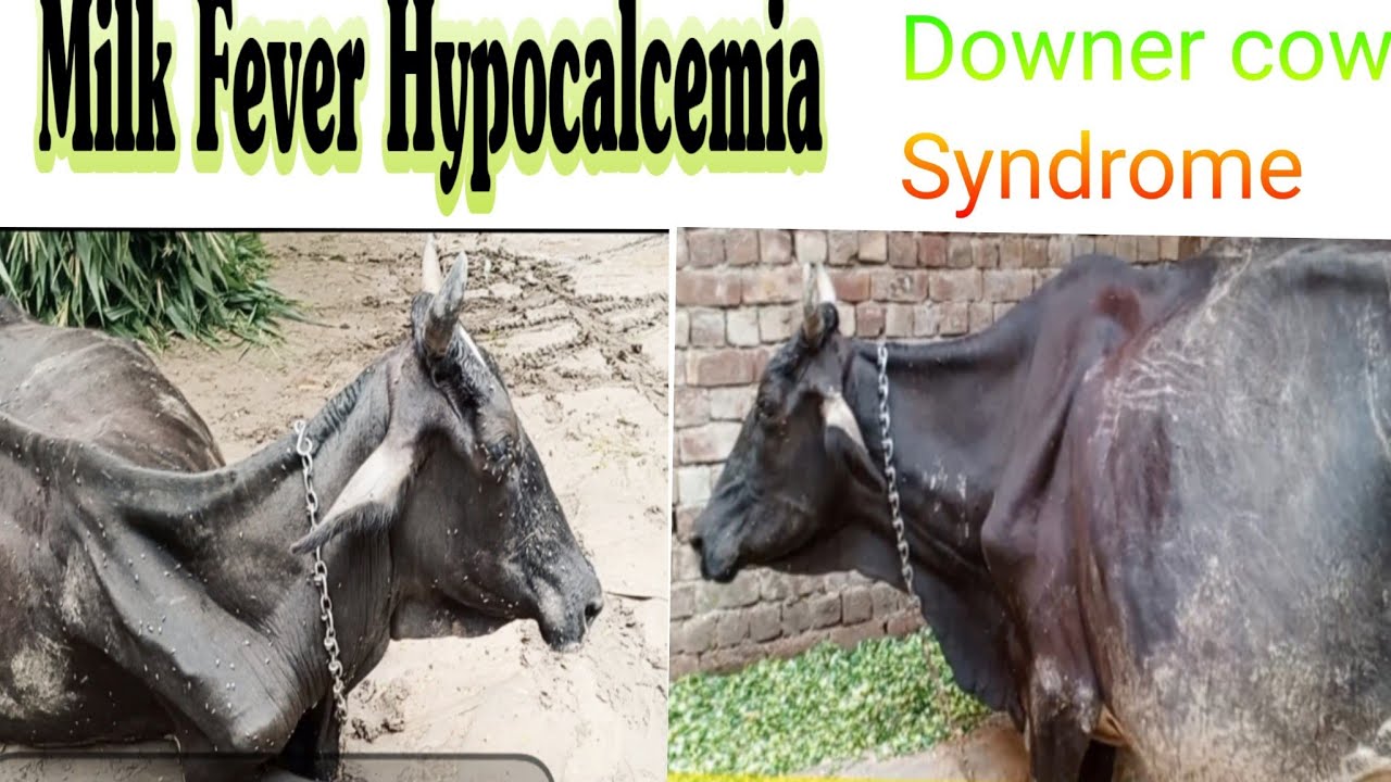 Bathi hui cow ka ilaj | Milk Fever | Hypocalcemia | Dr M Sattar Ahmed ...