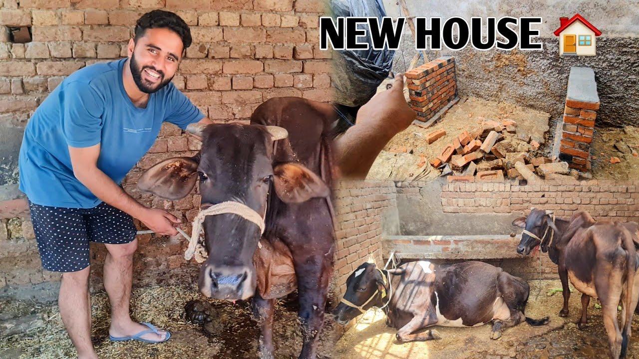 Finally Dusre Setup Ki Sabhi Cow Ka New Ghar Bana Rahe Hai 😍 Kaam Shuru ...