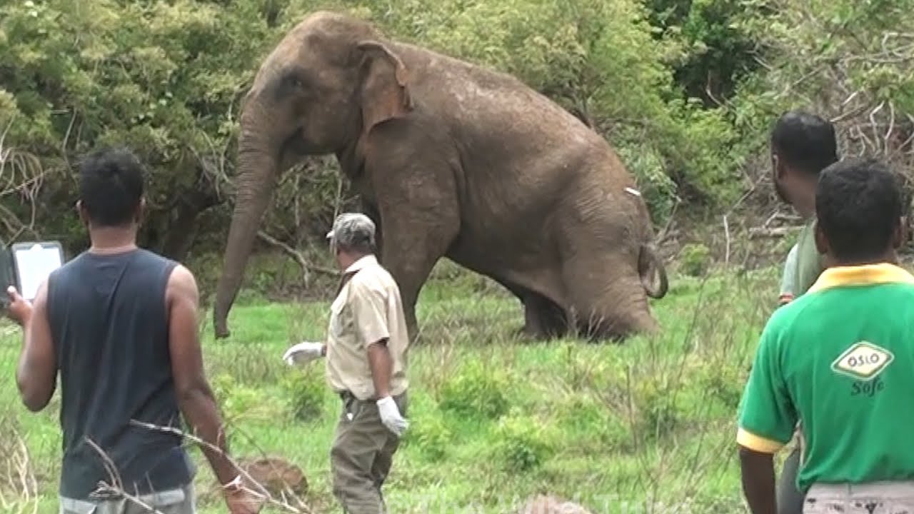 Chasing a mega-giant elephant for a medical mission! Danger! - Part 01 ...
