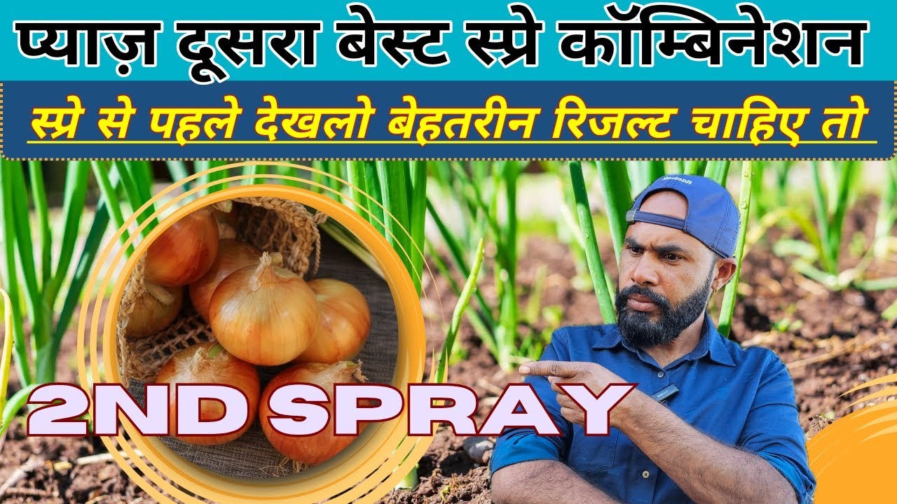 Pyaj 2nd spray | प्याज़ मे दूसरा स्प्रे कोनसा लें | Pyaj best 2nd spray ...