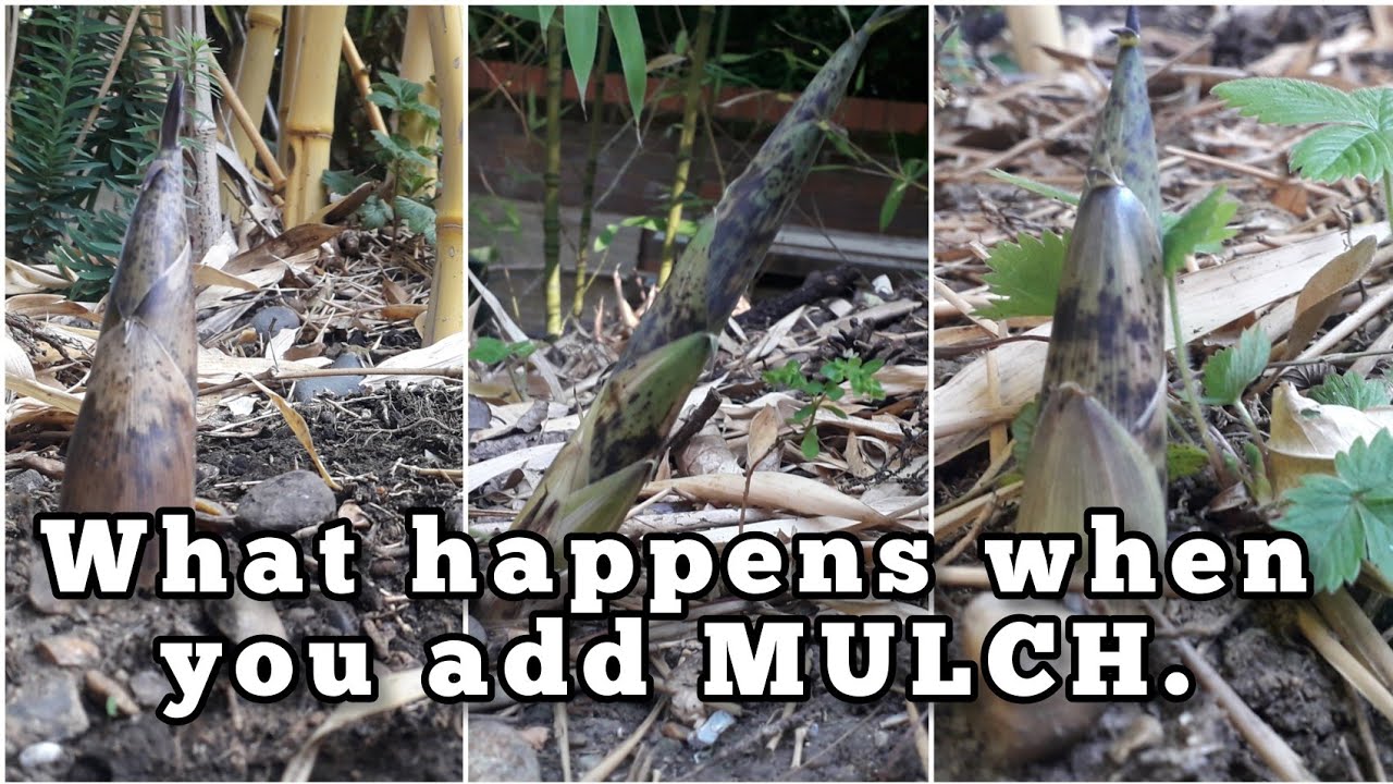 Bamboo Plant Care: Add Mulch to Golden Chinese Timber Bamboo Grove ...