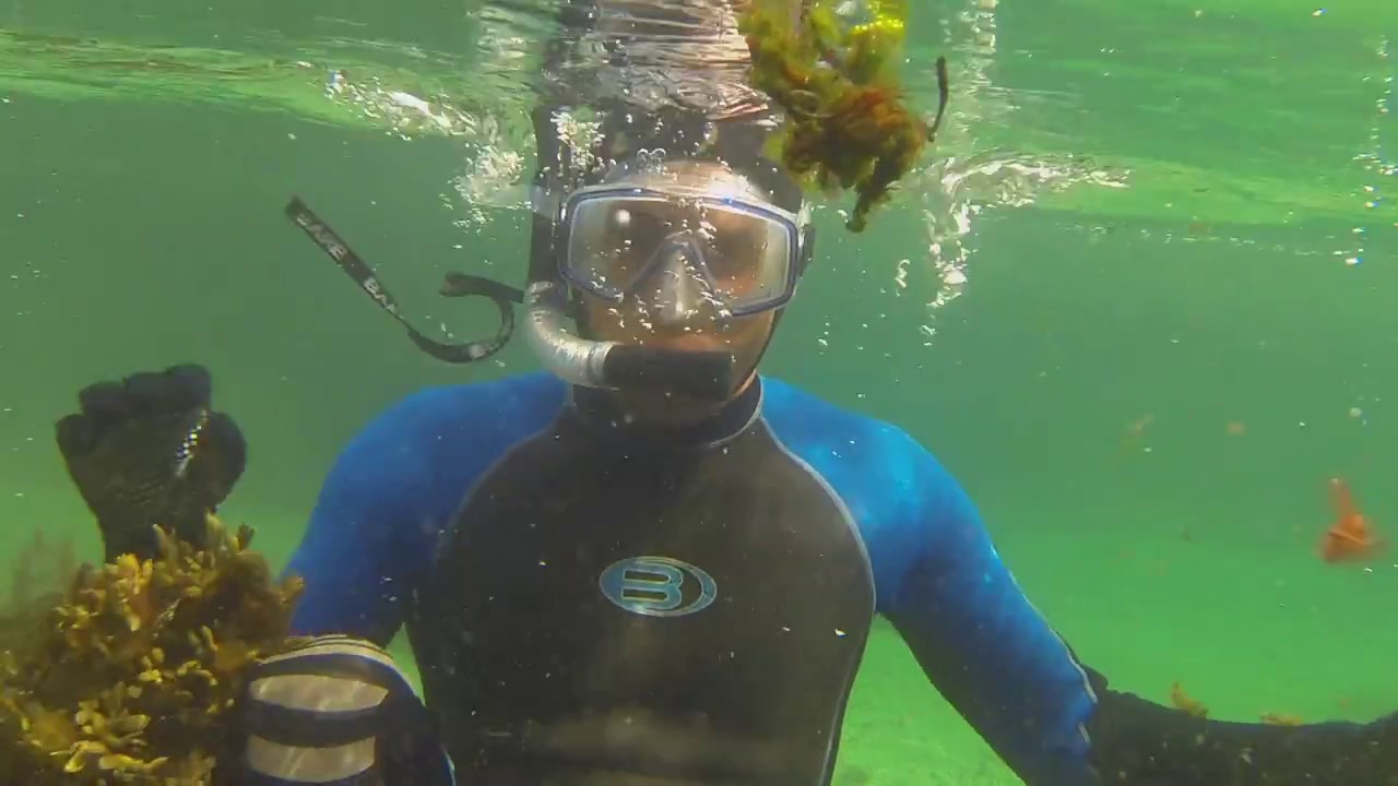 Snorkelling In Canada: 9 Amazing Spots To Experience This Watersport ...