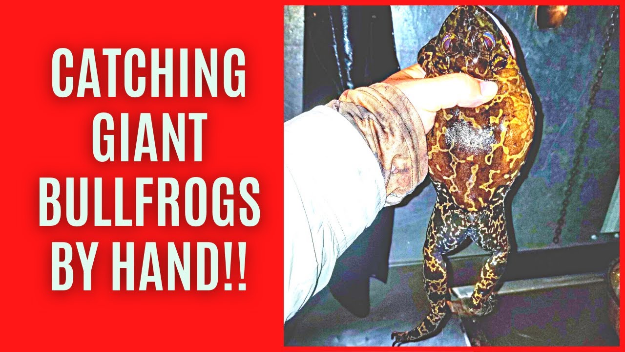 CATCHING HUGE BULLFROGS BY HAND!! (SOUTH LOUISIANA) - YouTube