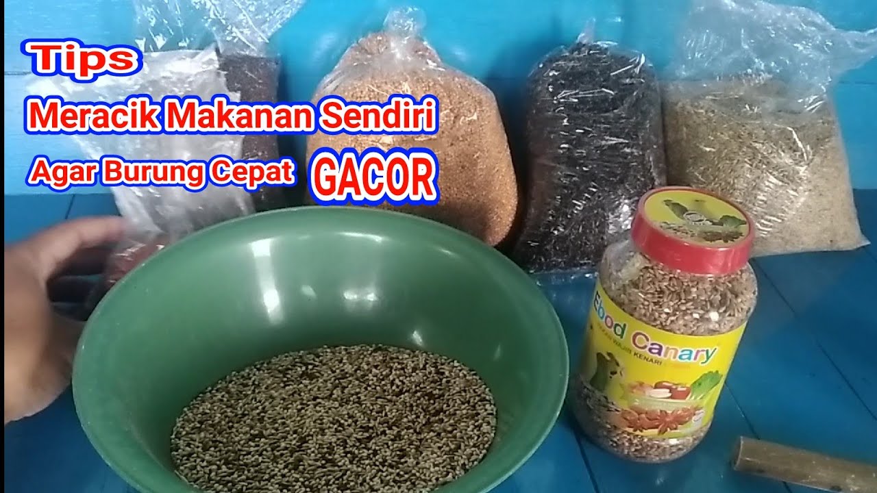 Cara meracik makanan Kenari yang benar sehingga menghasilkan burung ...