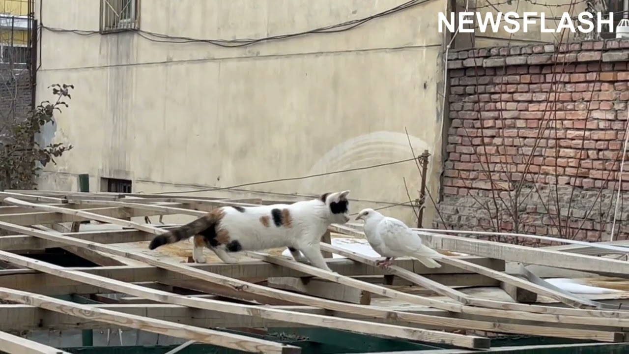Moment Crouching Cat Stalks Fat Bird On Roof And Gives It Kiss On The ...