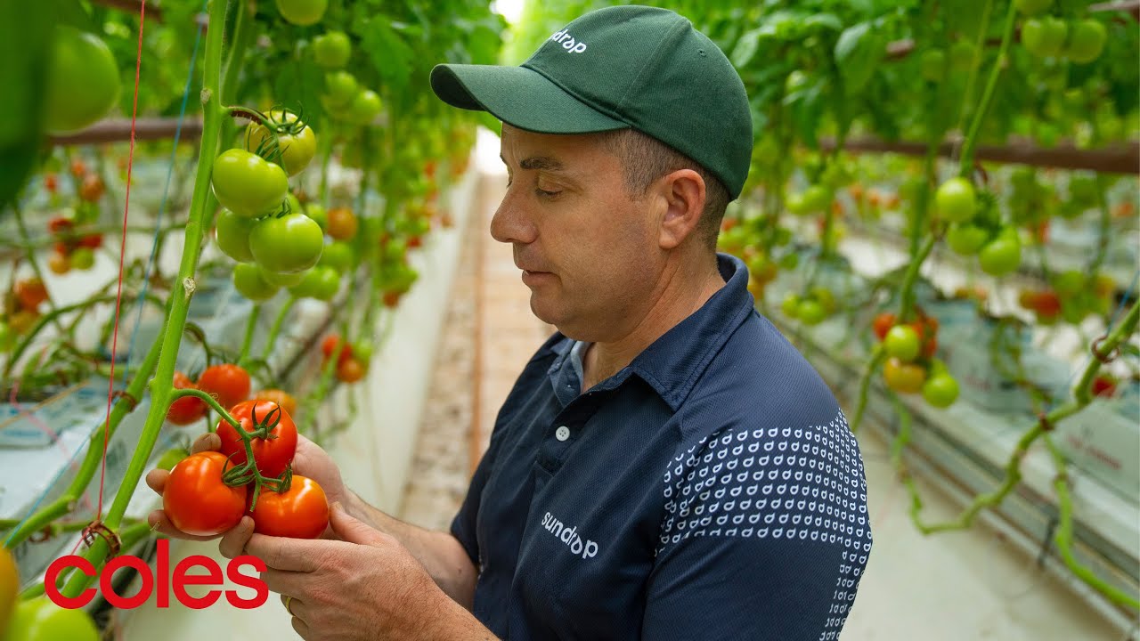 Sundrop Farms tomatoes | Great lengths for quality | Coles - YouTube
