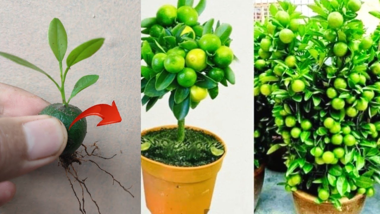 New skills! Growing a lemons tree from lemon fruit in pots - YouTube
