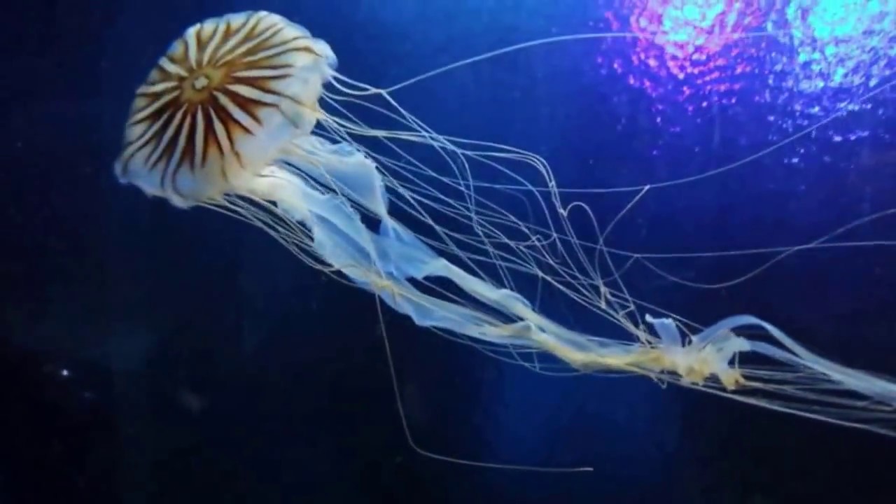 Jellyfish - Jellyfish song - YouTube