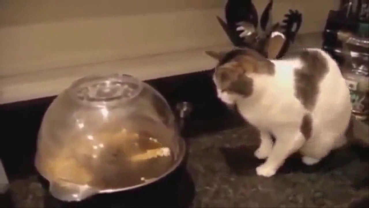 Funny cat Moment! - YouTube