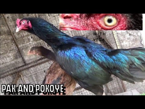 Imported Pokoye Hen And Rare Pak Rooster Breeding Pair - YouTube