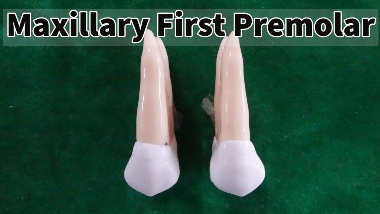 Maxillary 1st Premolar