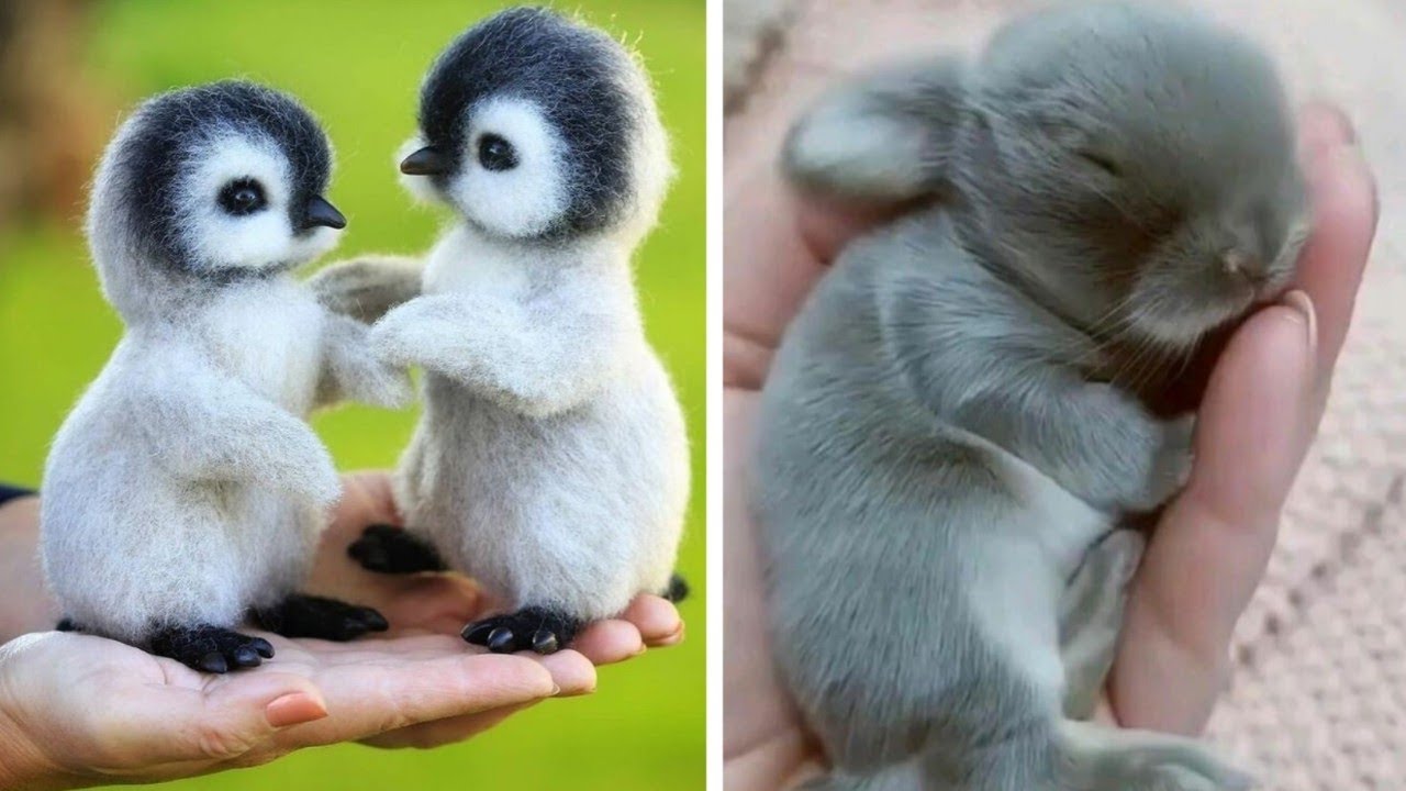Cute baby animals Videos Compilation cutest moment of the animals - Soo ...