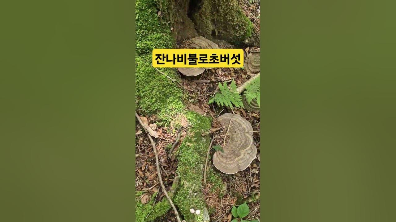 이 잔나비불로초버섯 은 버립니다 버섯 버섯산행 Youtube