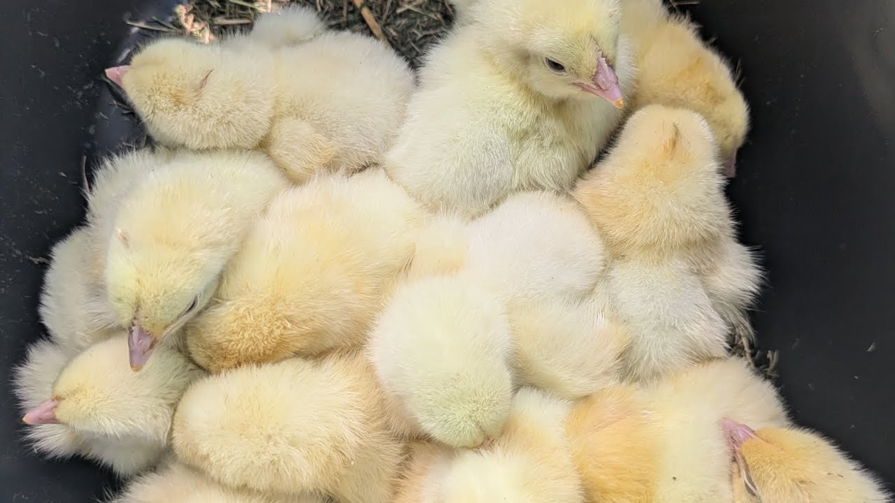 This week we meet a spider, new chicks & let the ducklings out - YouTube