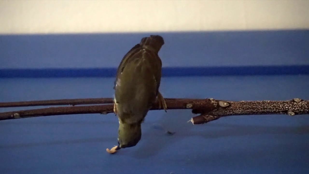 Feeding Kobi bird with the Mealworms - YouTube