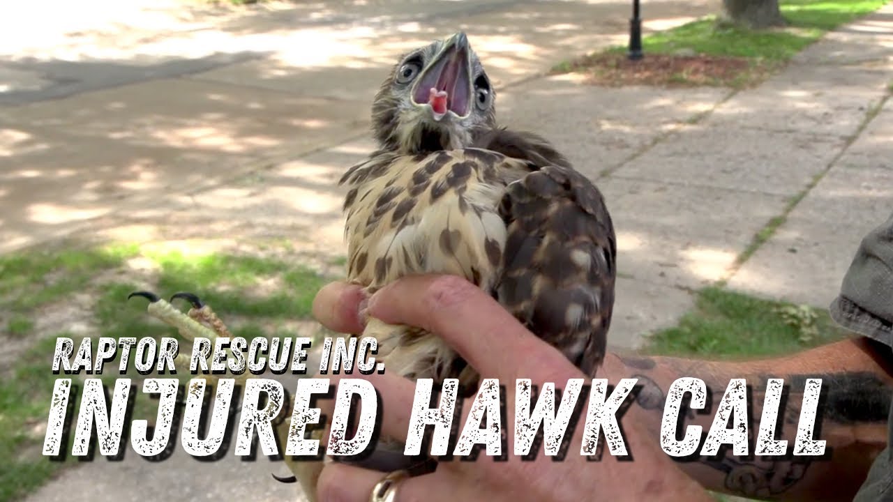 How Do You Know If A Hawk Is Injured? - Ep. 11 - YouTube
