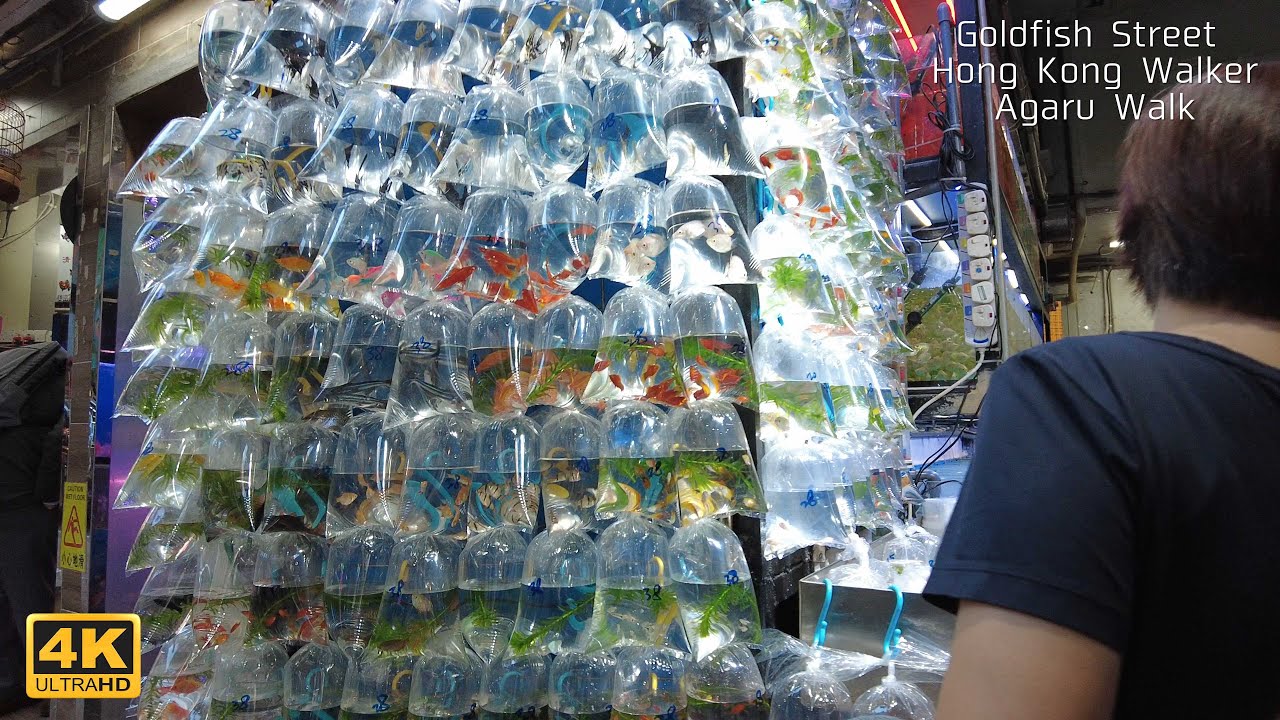 [4K] Hong Kong Walker- "Goldfish Street" Nov 2021 | 金魚街 | Agaru Walk ...