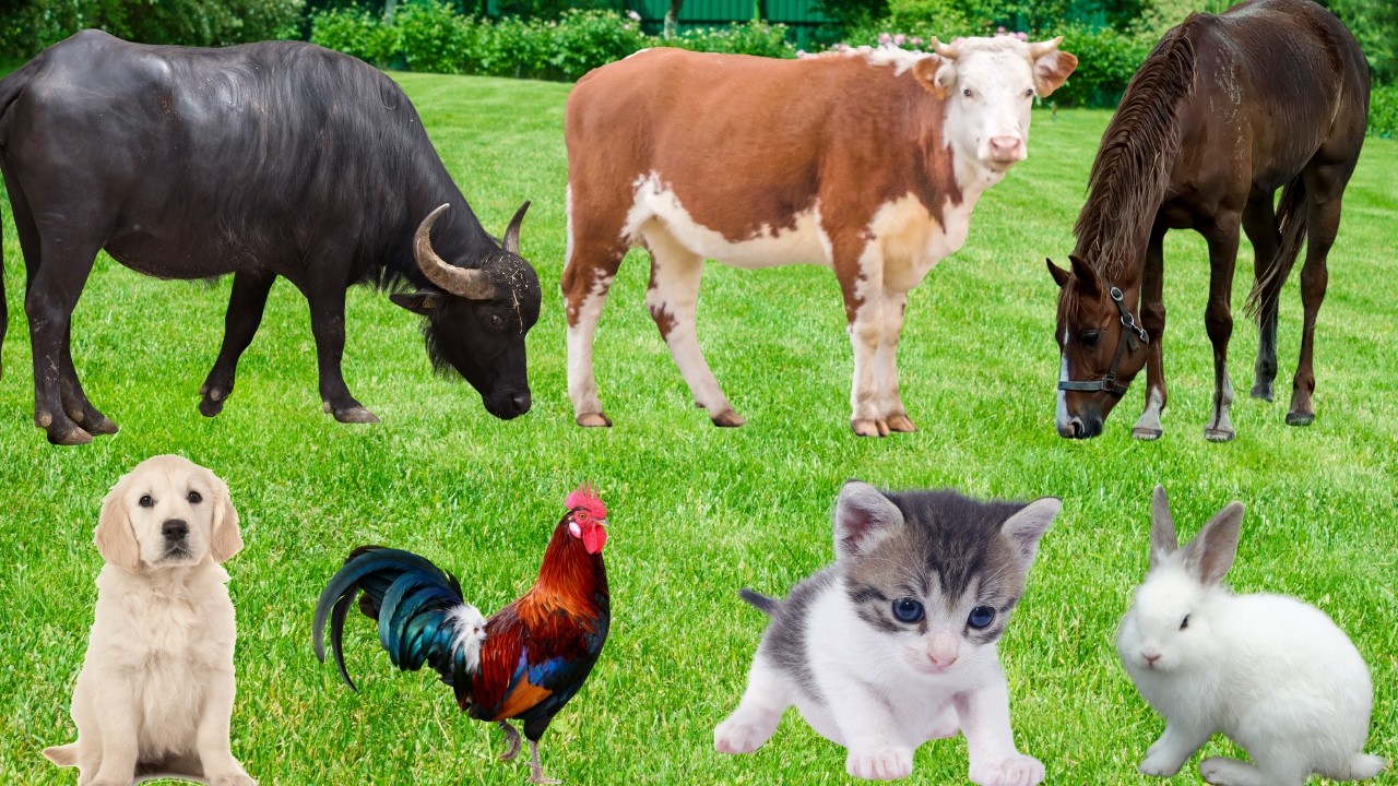 Farm Animal Sounds Compilation:Buffalo, Rabbit, Dog, Cat, Chicken ...