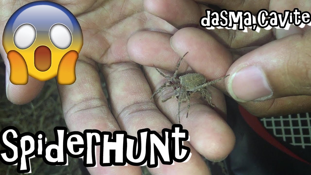 SPIDERHUNT (gagamba hunting) - YouTube