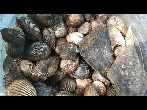 LITOB clam shell + foraging - YouTube
