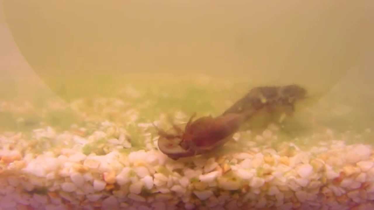 My Triops cancriformis is dying - YouTube