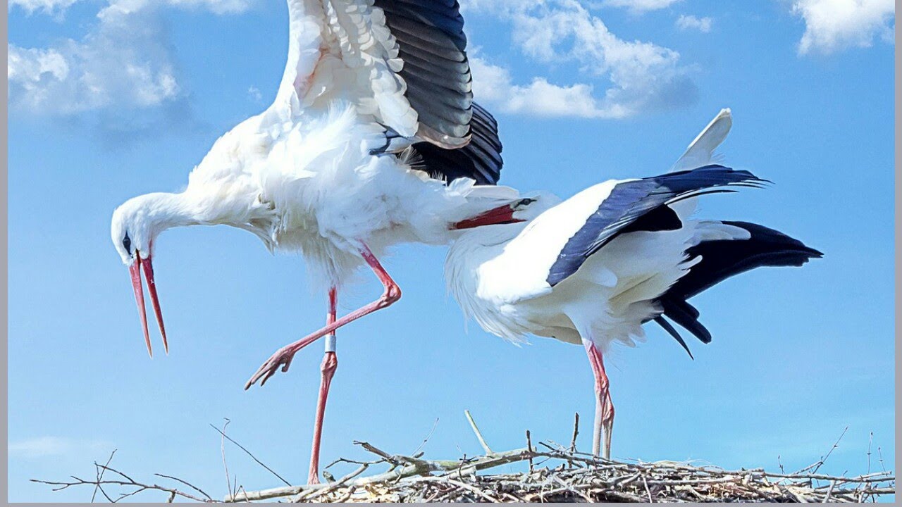 stork sound download - YouTube