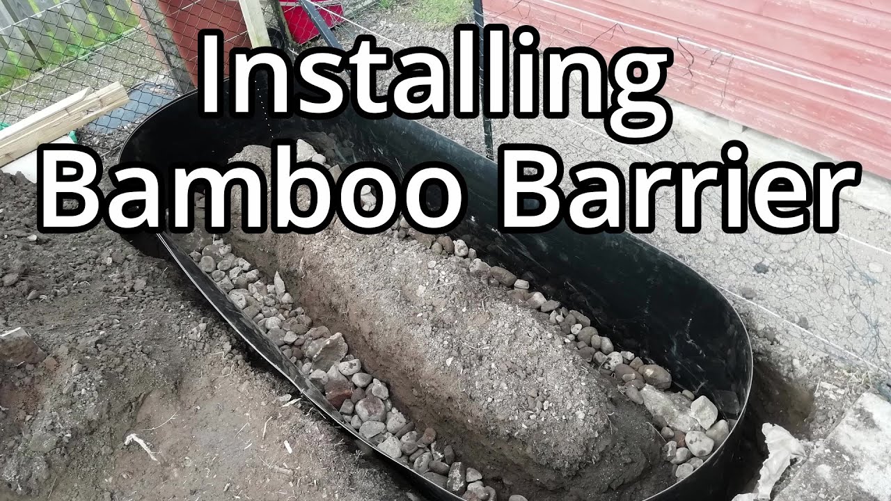 Building And Planting Up Two Bamboo Beds With Rhizome Barrier YouTube building-and-planting-up-two-bamboo-beds-with-rhizome-barrier-youtube
