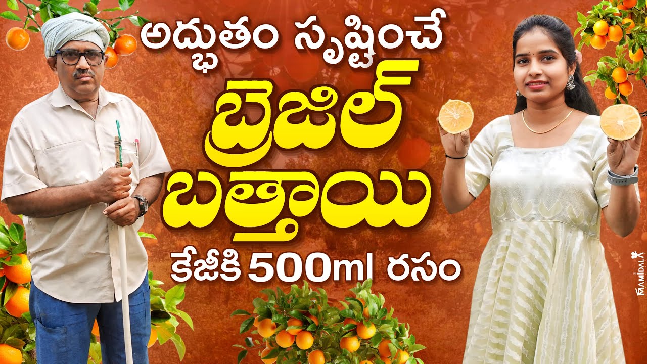 Brazil's TOP Orange Farming EXPERT Shares SECRETS to Success! - YouTube