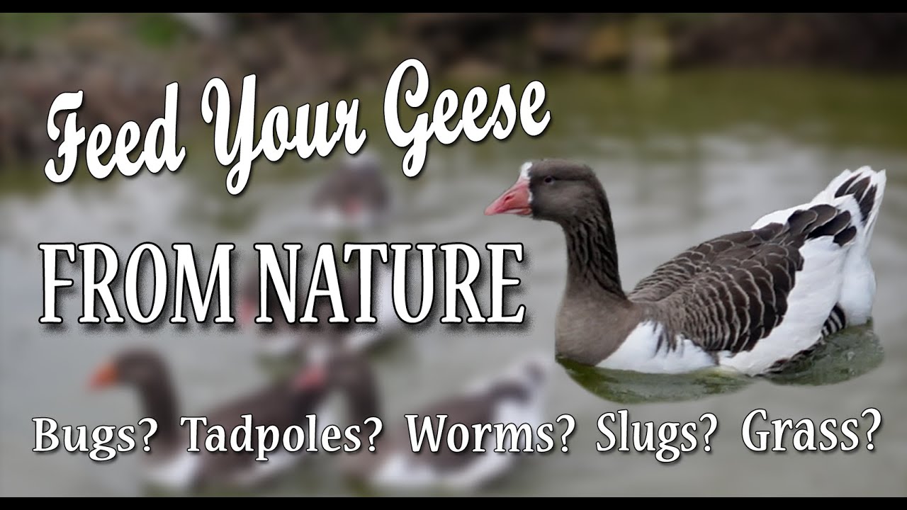 Healthy Food Found in Natural Habitat: For Geese - YouTube