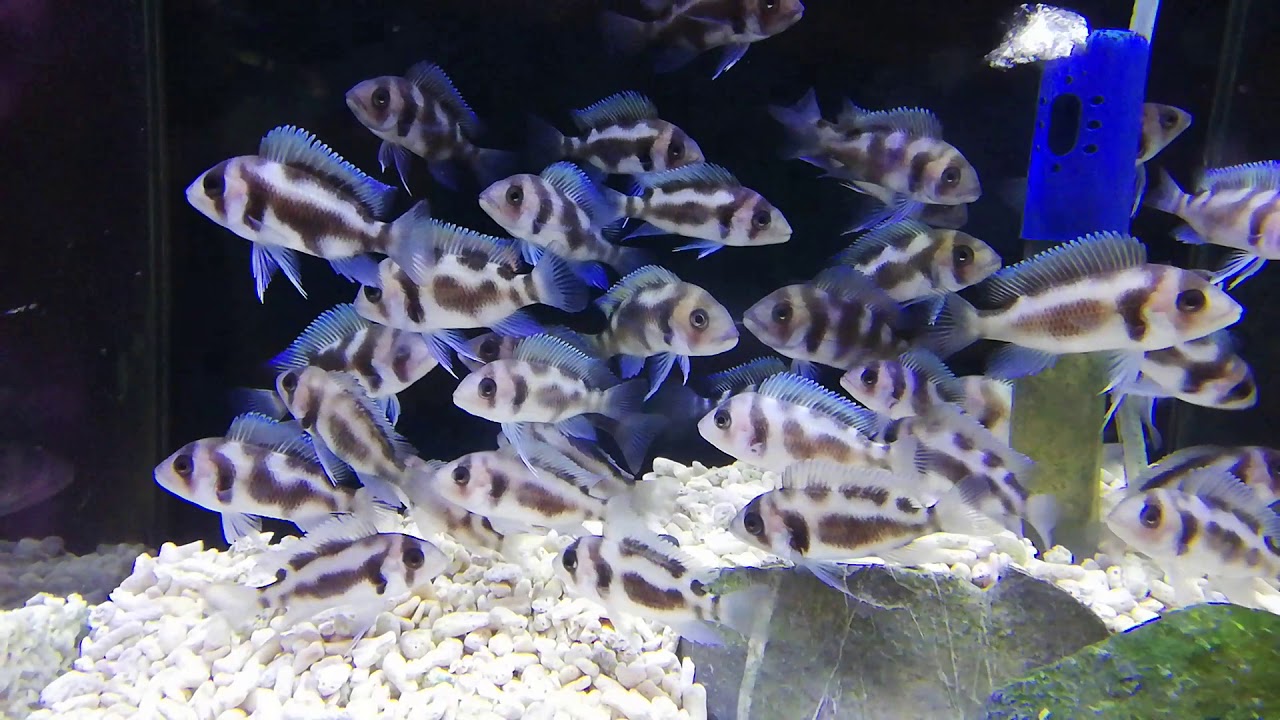 Black widow frontosa fry - YouTube