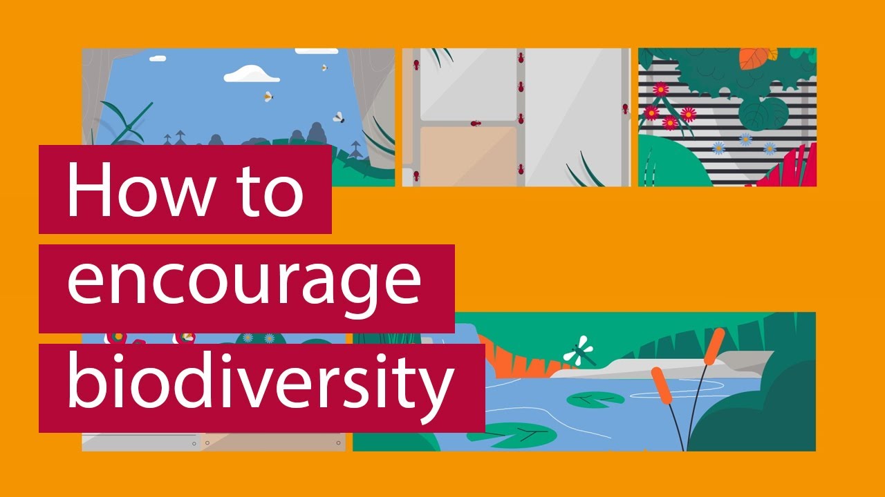 How to encourage biodiversity in your garden - YouTube