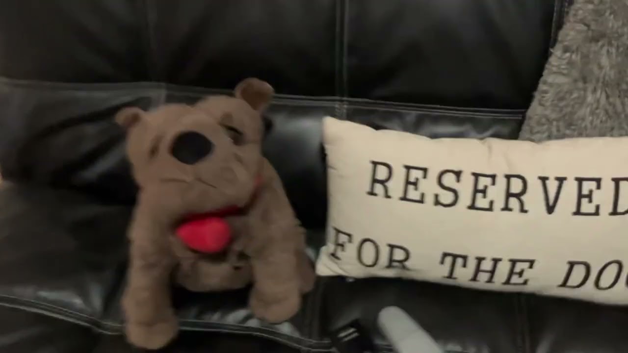 Phantom’s world. Newfoundland Phantom run out in the rain to get his ...