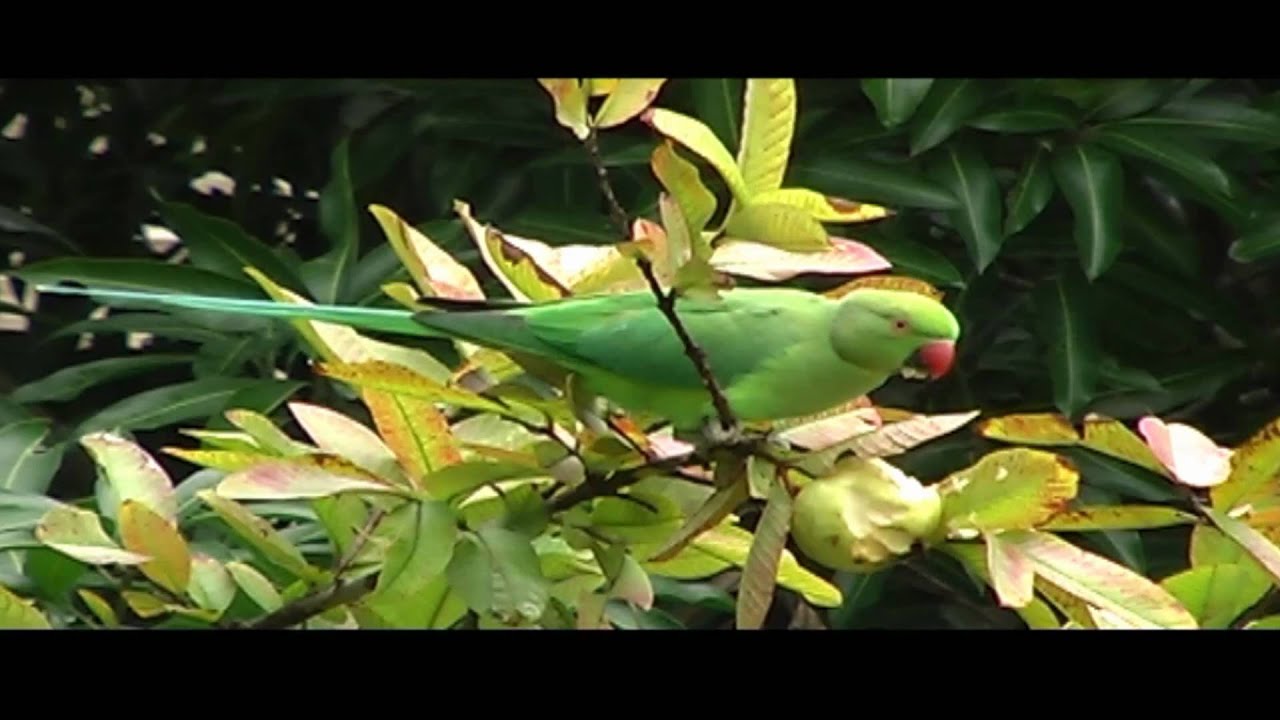 Parrot eating Guava MD10000 - YouTube