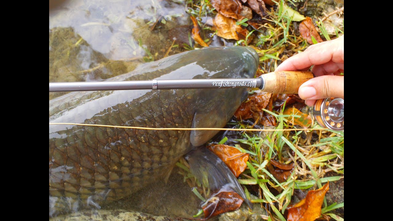 Carp on Extreme Pen Fly Rod Combo by Penfishingrods.com - YouTube