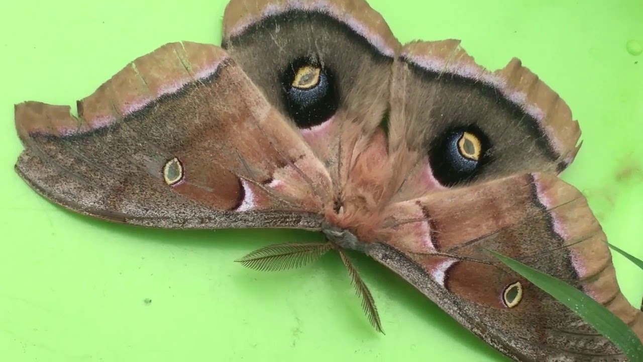 Polyphemus Moth: Cyclops of the night sky - YouTube