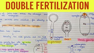Double fertilization | double fertilization in flowering plants | double fertilization class 12