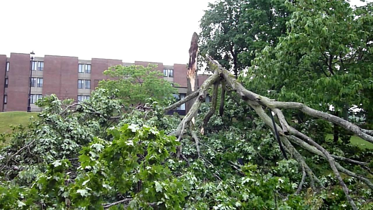 The aftermath of a lightning strike. This tree was charred and split ...
