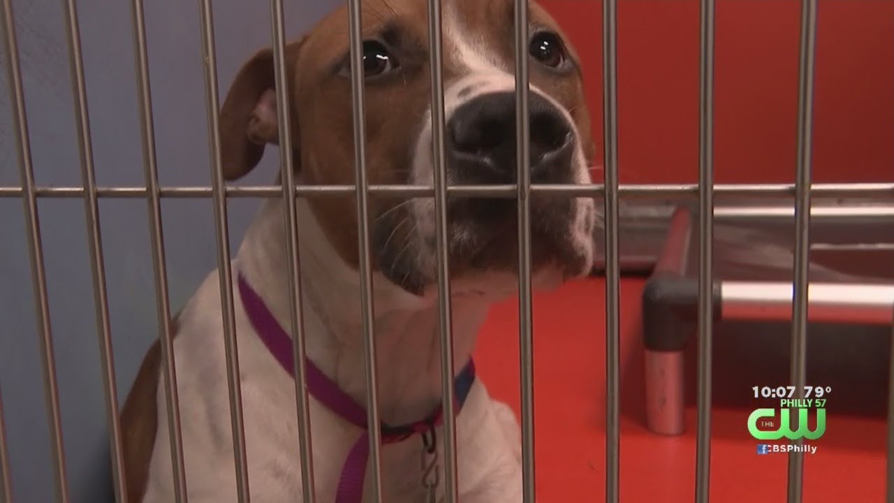 ACCT Philly Supporters Demand More Funding For Animal Shelter - YouTube