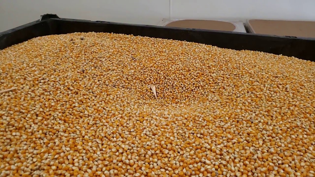 Bench Industries Grain or Seed Cleaner - YouTube