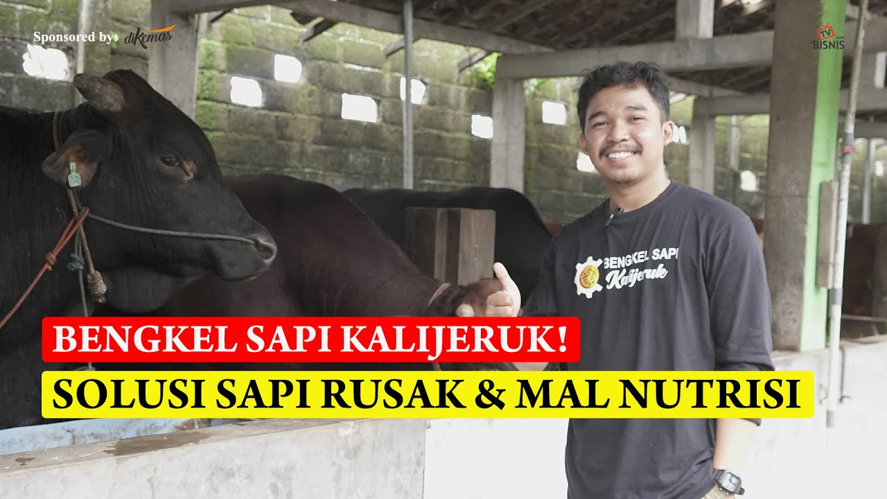 BENGKEL SAPI KALIJERUK! SOLUSI SAPI RUSAK DAN MAL NUTRISI - YouTube