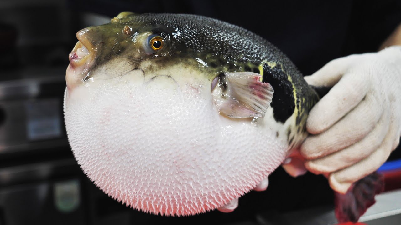 죽음과 맞바꿀 맛? 악마의 물고기 복어, 참치, 연어, 광어 손질 달인! 한국의 놀라운 절단 기술! / Devil's fish ...