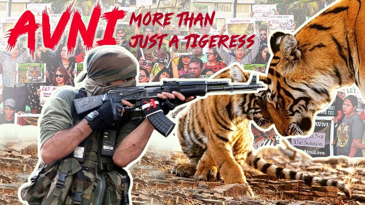 Avni: The Controversial Tigress | Tonight Avni Speaks | T1 की कहानी ...