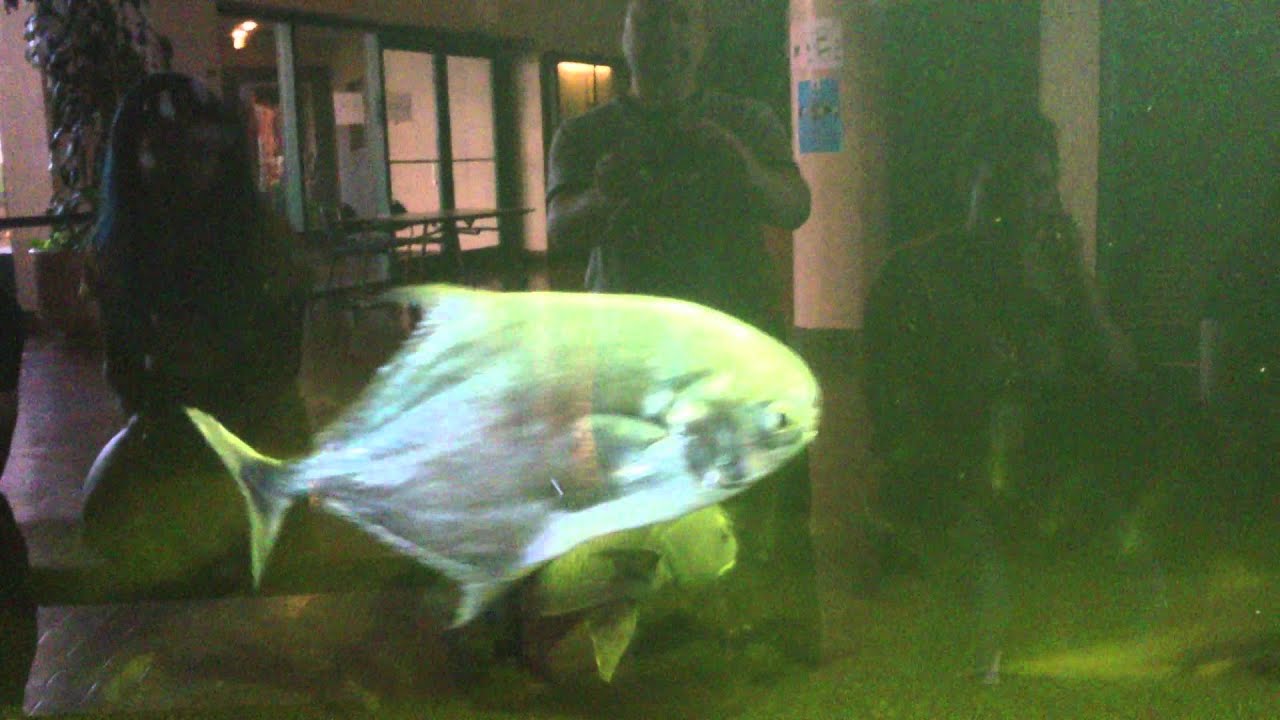 Fish Tank @ Kingsborough MAC Building - YouTube