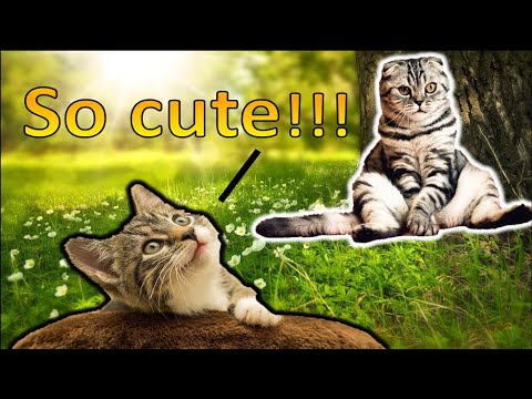 Super cute copycat kittens !!! - YouTube