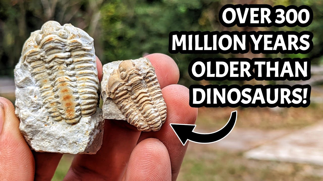 We Busted Open 425 Million Year Old Rocks and Found EPIC Museum Quality ...