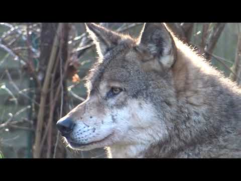 Very cute wolf! handsome! close up! Ein toller wolf im Tiergarten Worms!